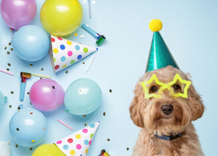 PetCakes - Bake Homemade Cakes for Dogs and Cats